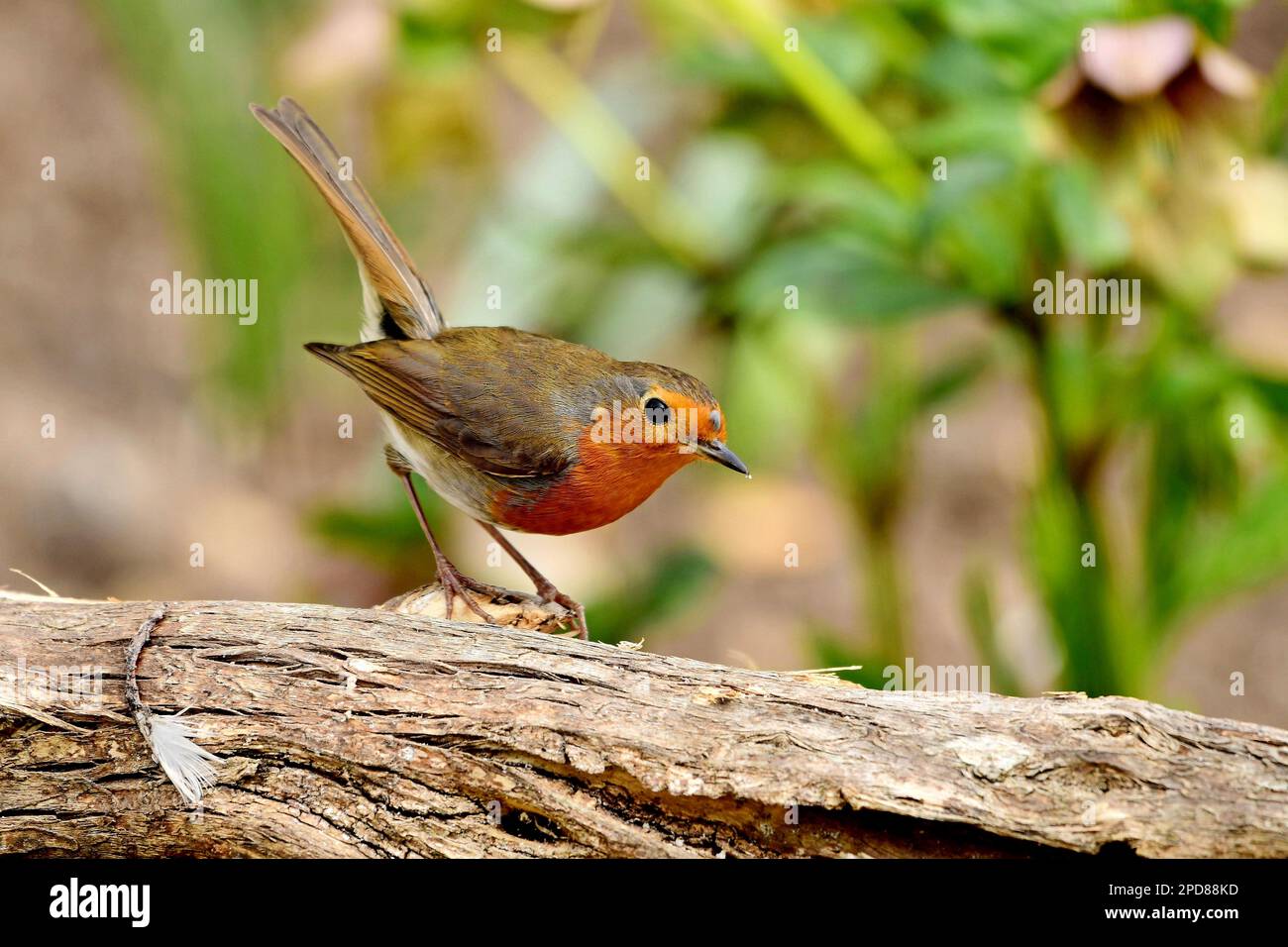 Robins flying hi-res stock photography and images - Alamy