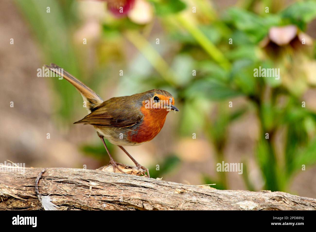 Robins flying hi-res stock photography and images - Alamy