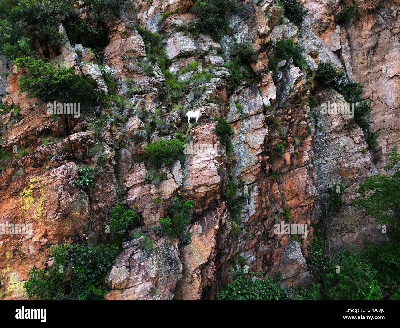 Cliffside goat adventure hi-res stock photography and images - Alamy