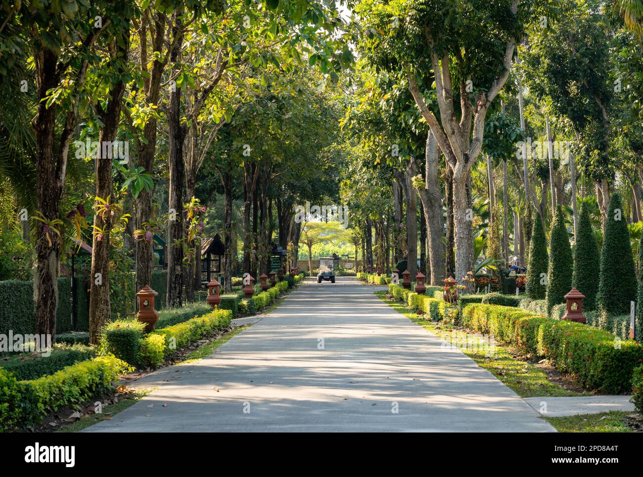 A scenic view of a road surrounded by trees and small bushes Stock ...
