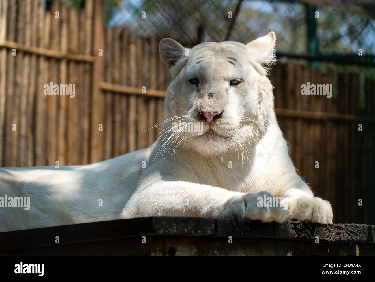 White tiger claws hi-res stock photography and images - Alamy