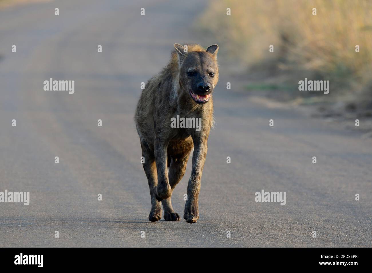 Running spotted hyena, Kruger national park, South Africa Stock Photo ...