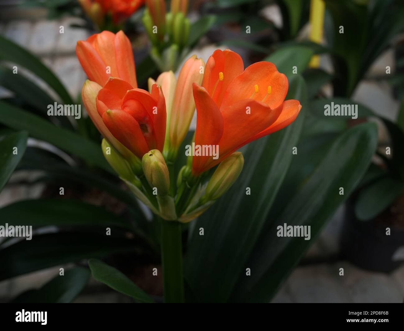 Clivia close up hi-res stock photography and images - Alamy