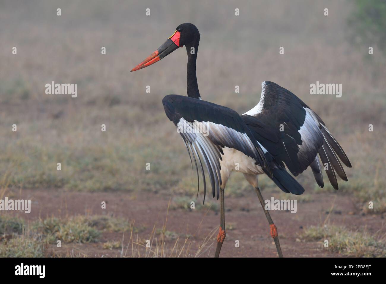 Stretching bird hi-res stock photography and images - Alamy