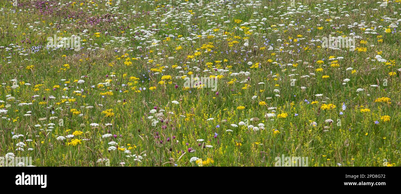 Outer Hebrides Machair Panorama, Lewis, Isle of Lewis, Hebrides, Outer ...