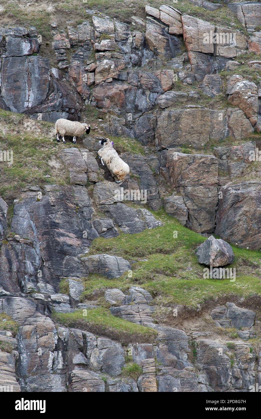 Two Sheep climbing on Rocks, Lewis, Isle of Lewis, Hebrides, Outer ...