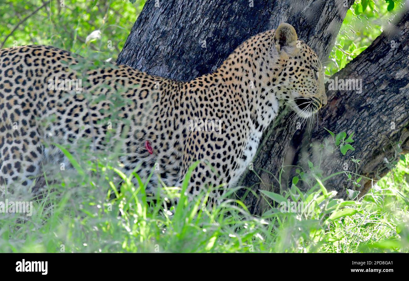 Kruger national park, South Africa Stock Photo - Alamy