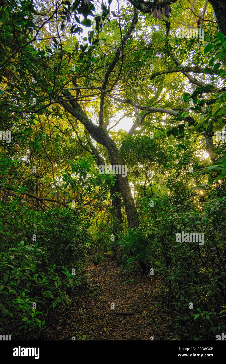 Oak trees with plants on limbs in a forest of the Greynolds Urban Park ...