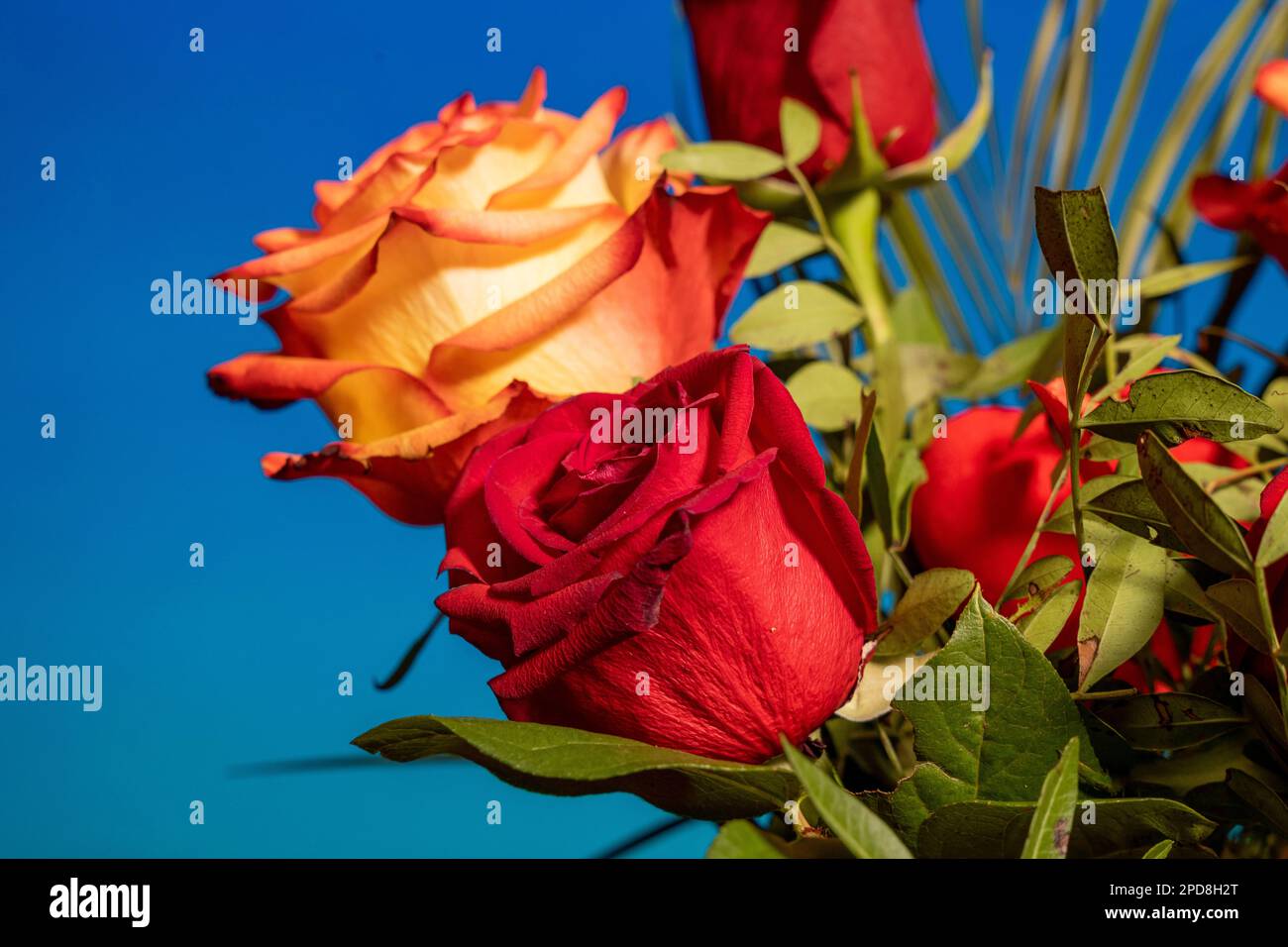 An array of roses hi-res stock photography and images - Alamy