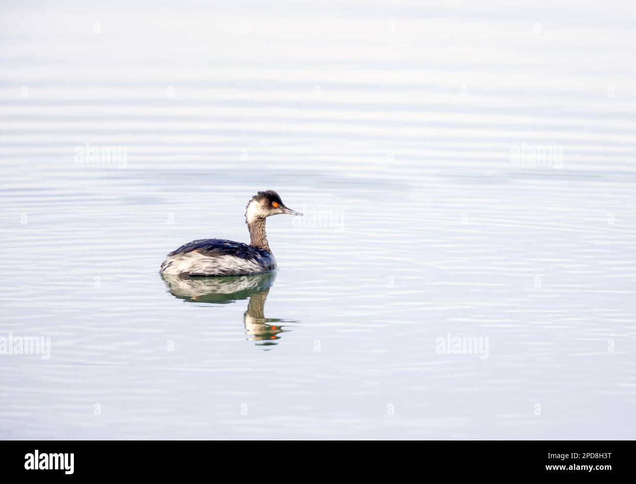 Eared grebe winter plumage hi-res stock photography and images - Alamy