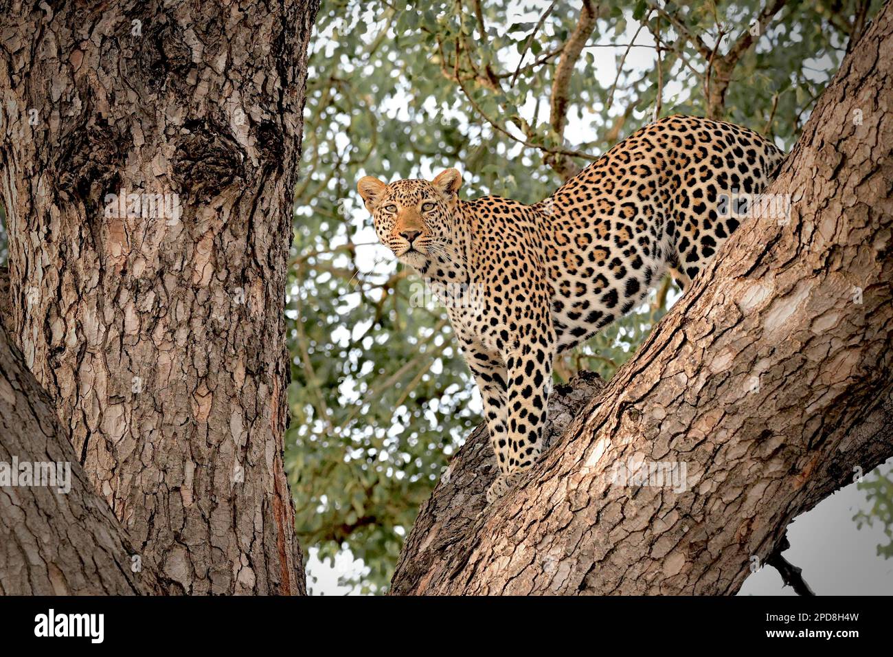 Kruger national park, South Africa Stock Photo - Alamy