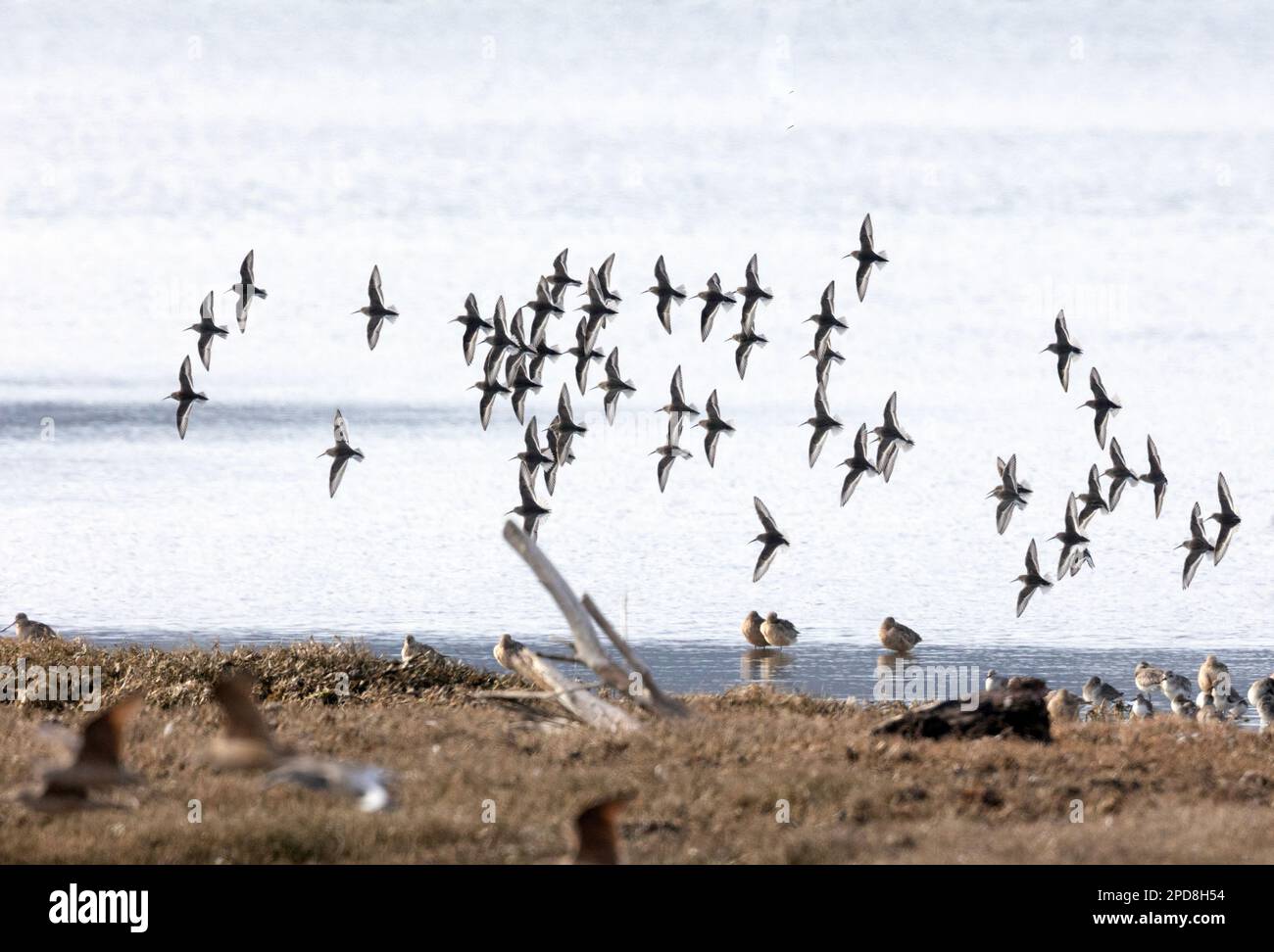 Flock of Short billed Dowitchers in Flight Stock Photo - Alamy
