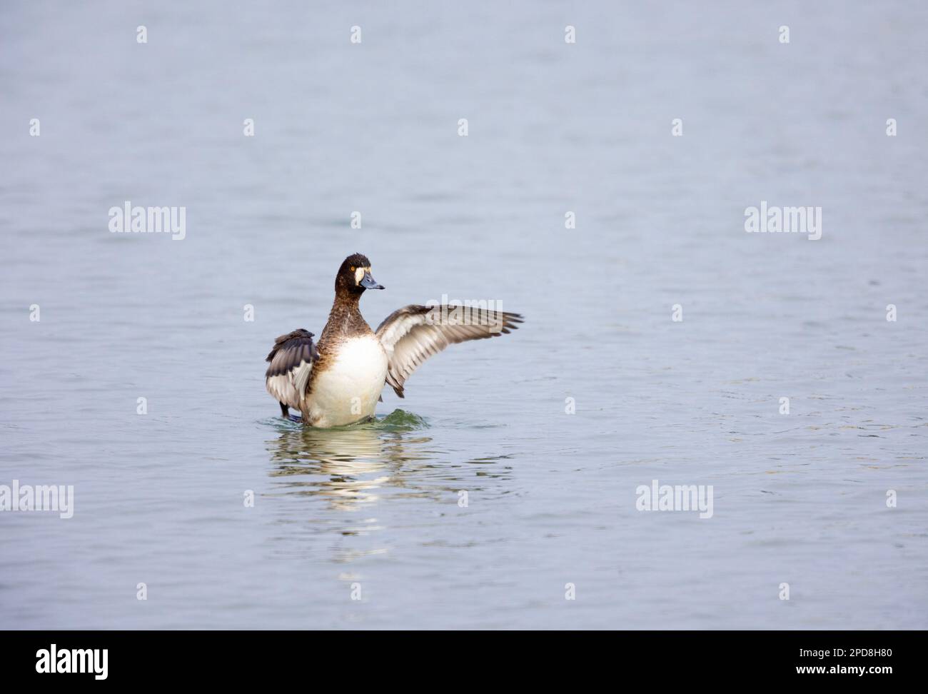 Lesser Scaup Female Flapping Wings Stock Photo - Alamy
