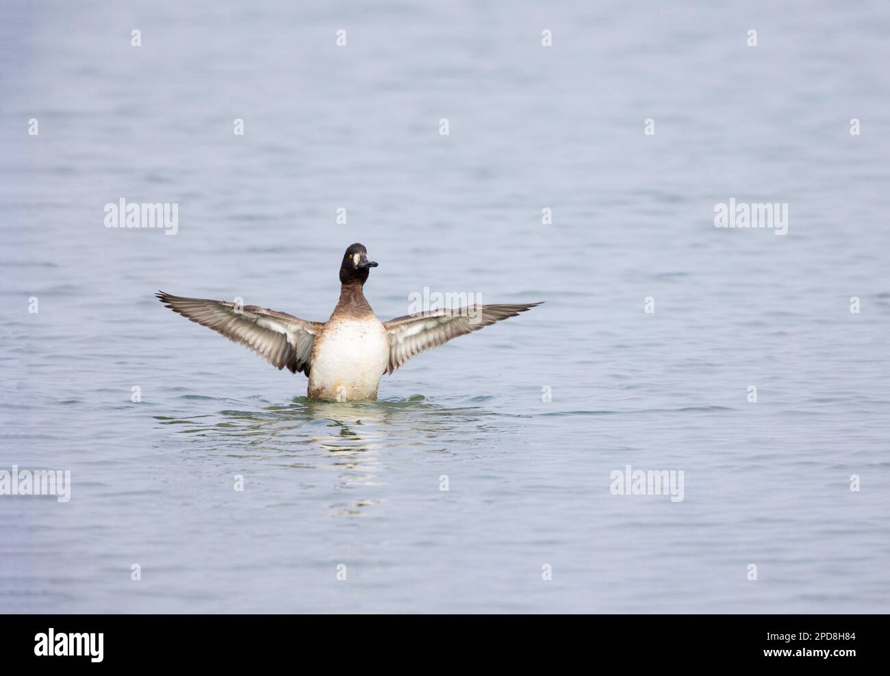 Lesser Scaup Female Flapping Wings Stock Photo - Alamy