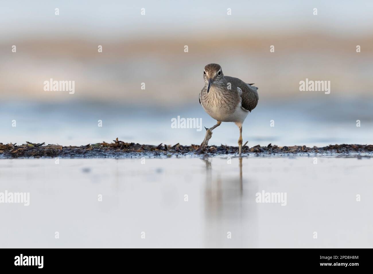 Waders birdlife hi-res stock photography and images - Alamy
