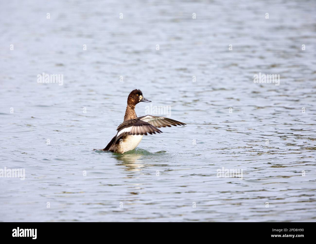 Lesser Scaup Female Flapping Wings Stock Photo - Alamy
