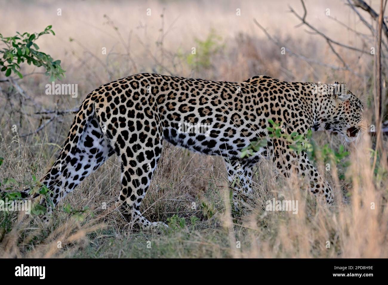 Kruger national park, South Africa Stock Photo - Alamy