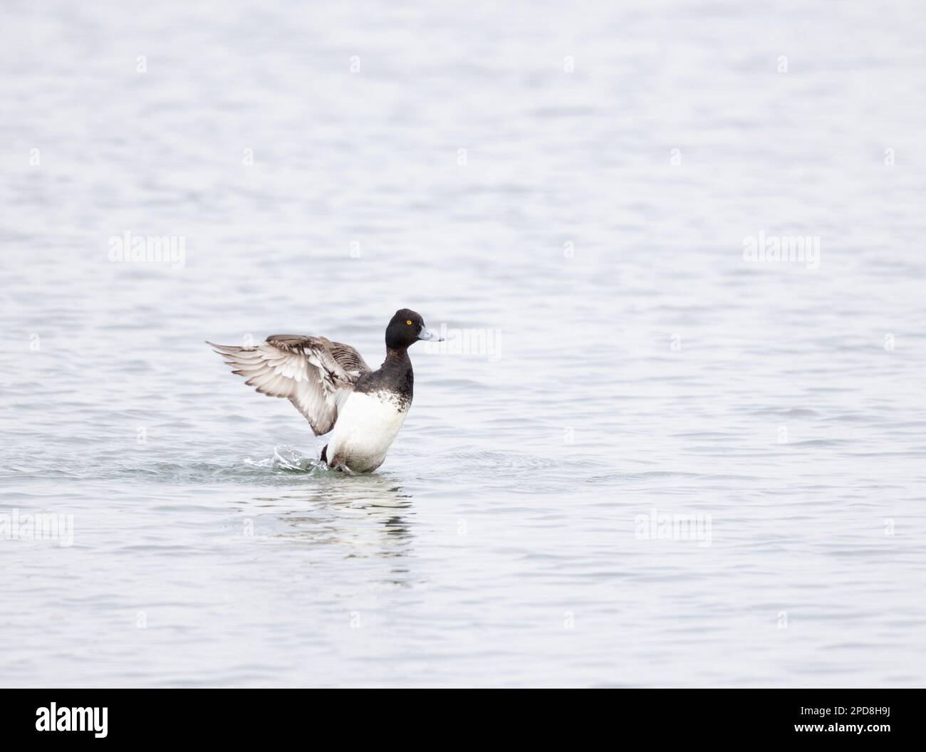 Lesser Scaup Male Flapping Wings Stock Photo - Alamy