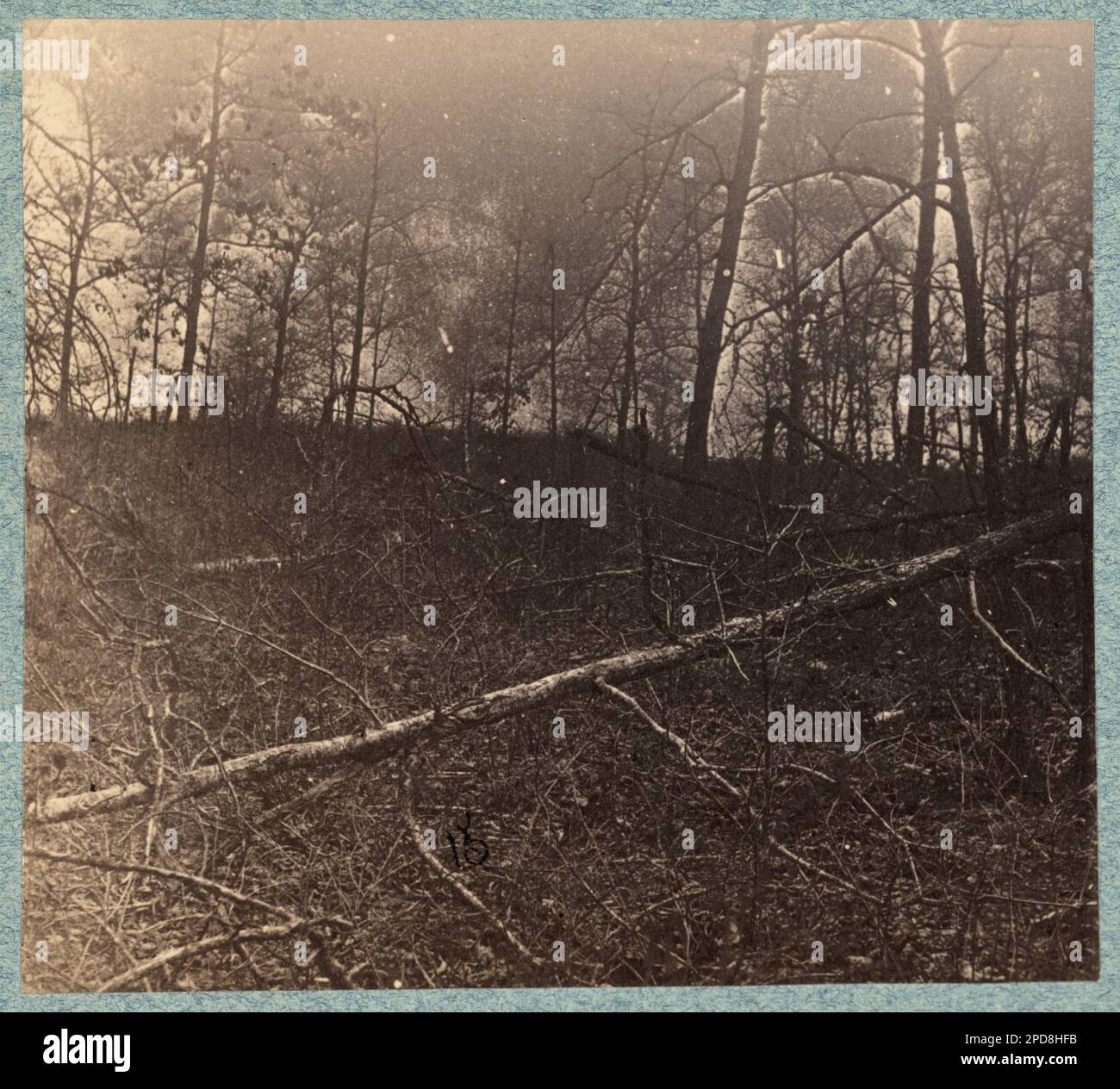 Trees shattered by artillery fire on south side of Plank Road. Forms ...