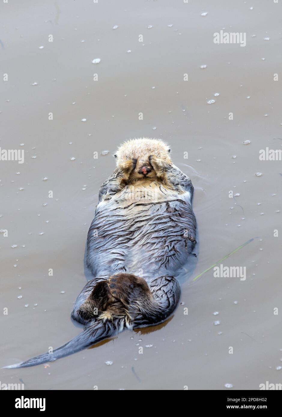 Sea otter sleeping hi-res stock photography and images - Alamy