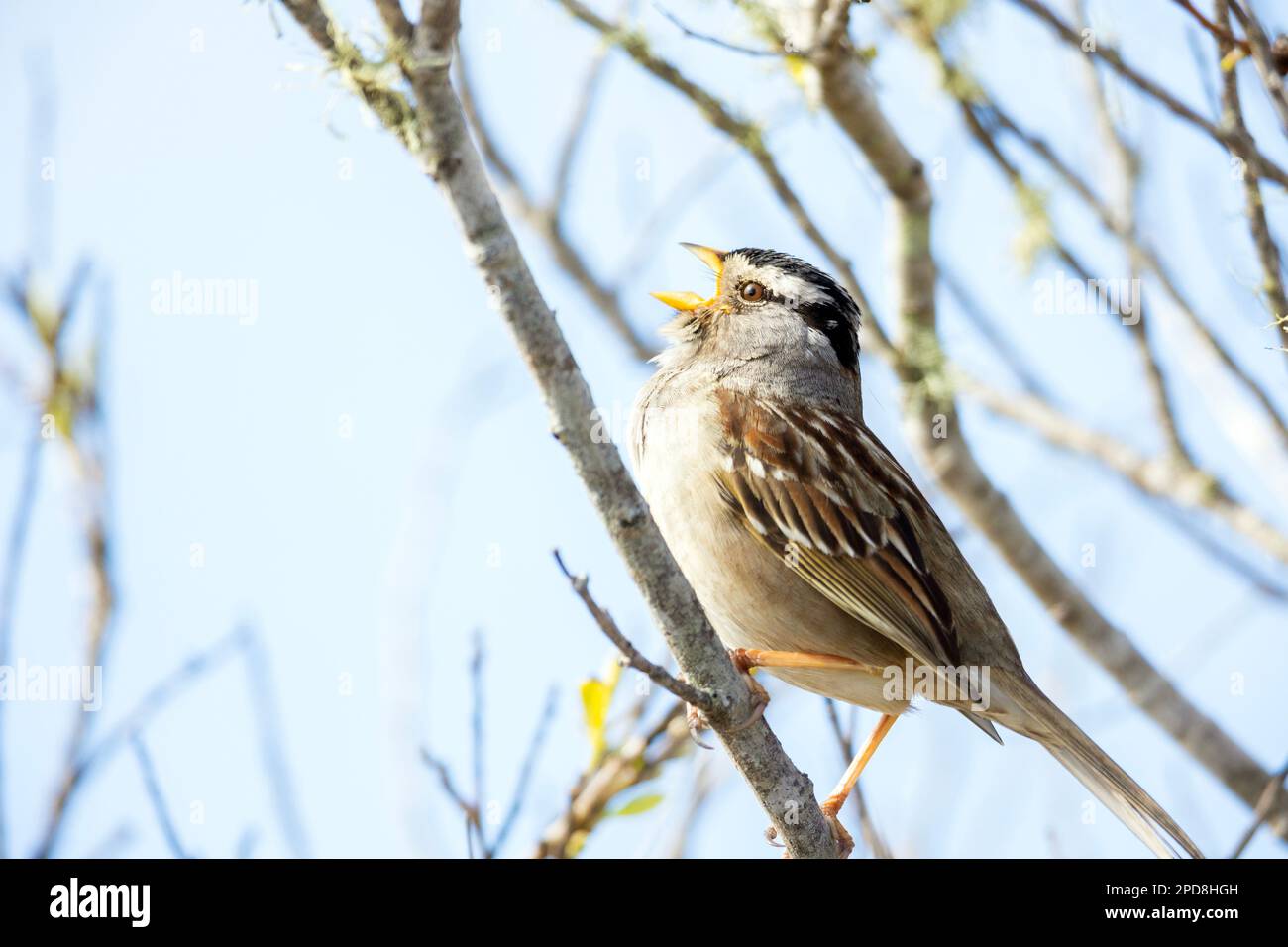 White crowned Sparrow Singing Stock Photo - Alamy