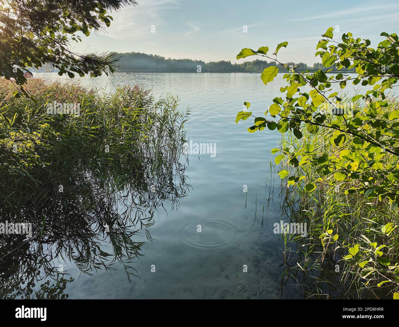 Lake scene, trees foliage over water surface and reeds growing in water ...