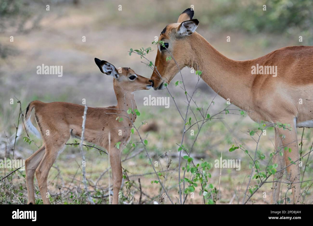 Ewe and lamb south africa hi-res stock photography and images - Alamy