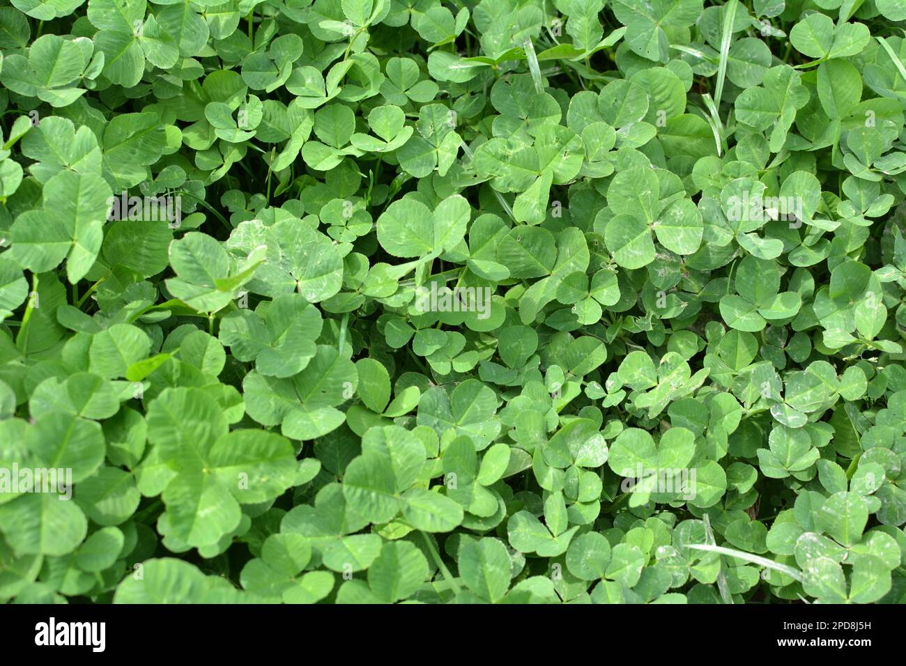 In the spring farm field young clover grows Stock Photo - Alamy