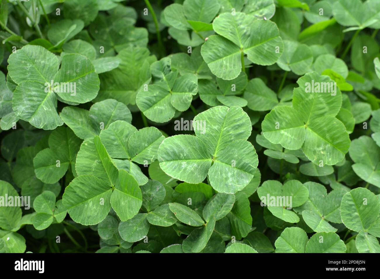 Field of clover hi-res stock photography and images - Alamy