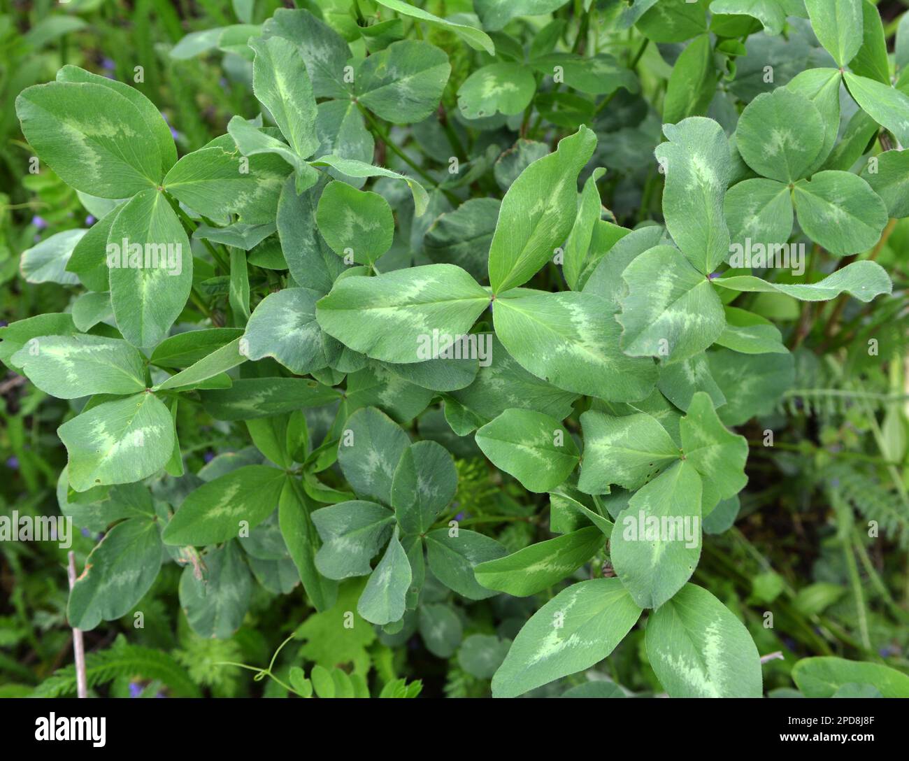 In the spring farm field young clover grows Stock Photo - Alamy