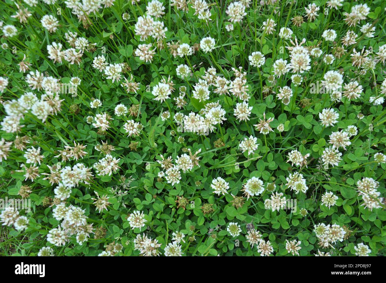 In nature, creeping, white clover (Trifolium repens) blooms Stock Photo ...