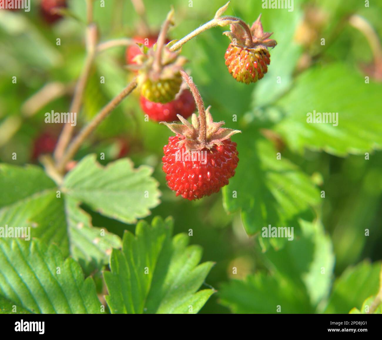 In summer, wild strawberries ripen in the wild Stock Photo - Alamy
