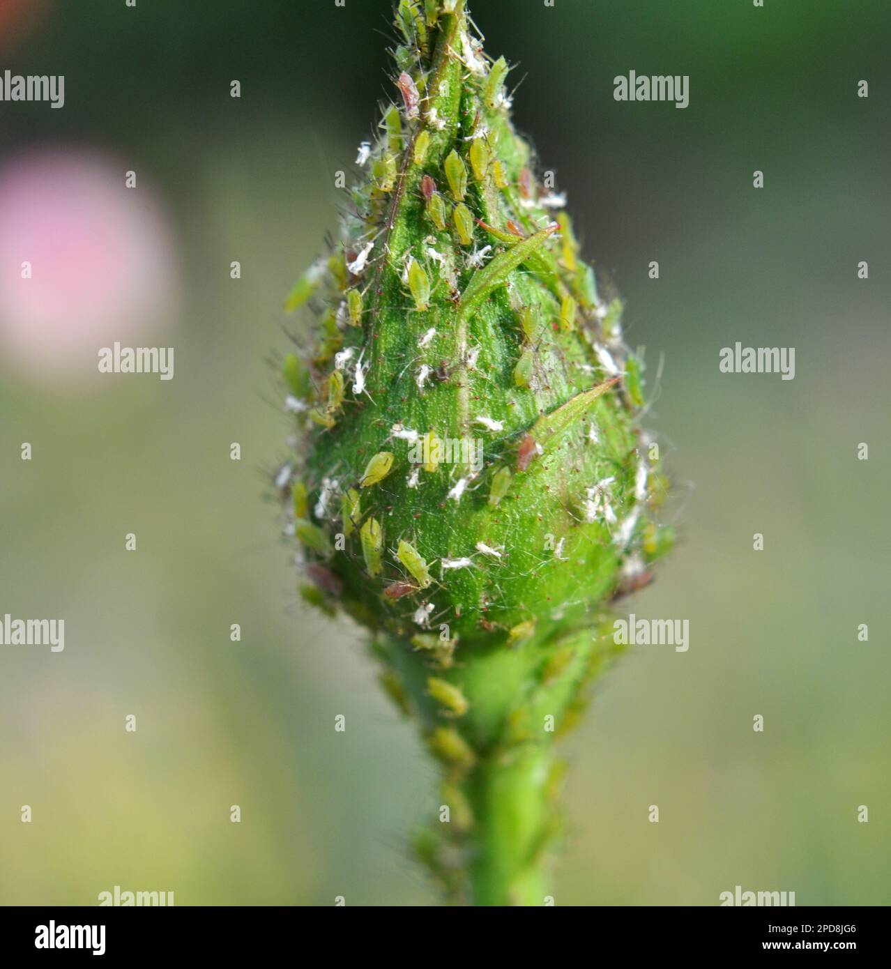 On the rose aphids (macrosiphum rosae) - herbivorous pests Stock Photo ...