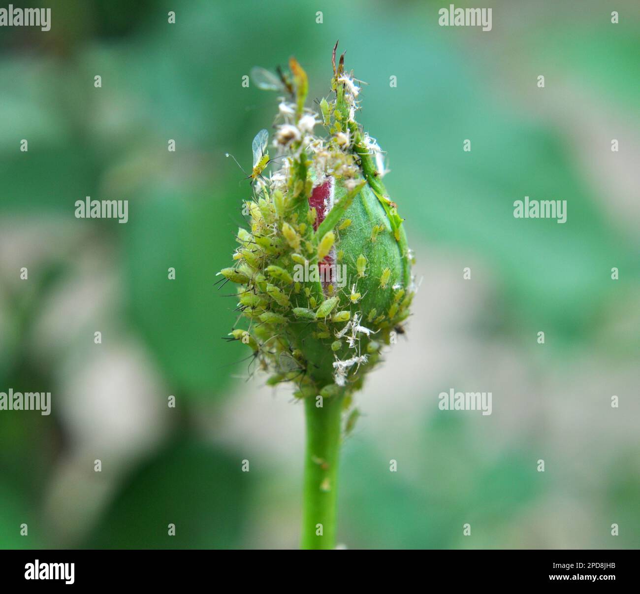 On the rose aphids (macrosiphum rosae) - herbivorous pests Stock Photo ...