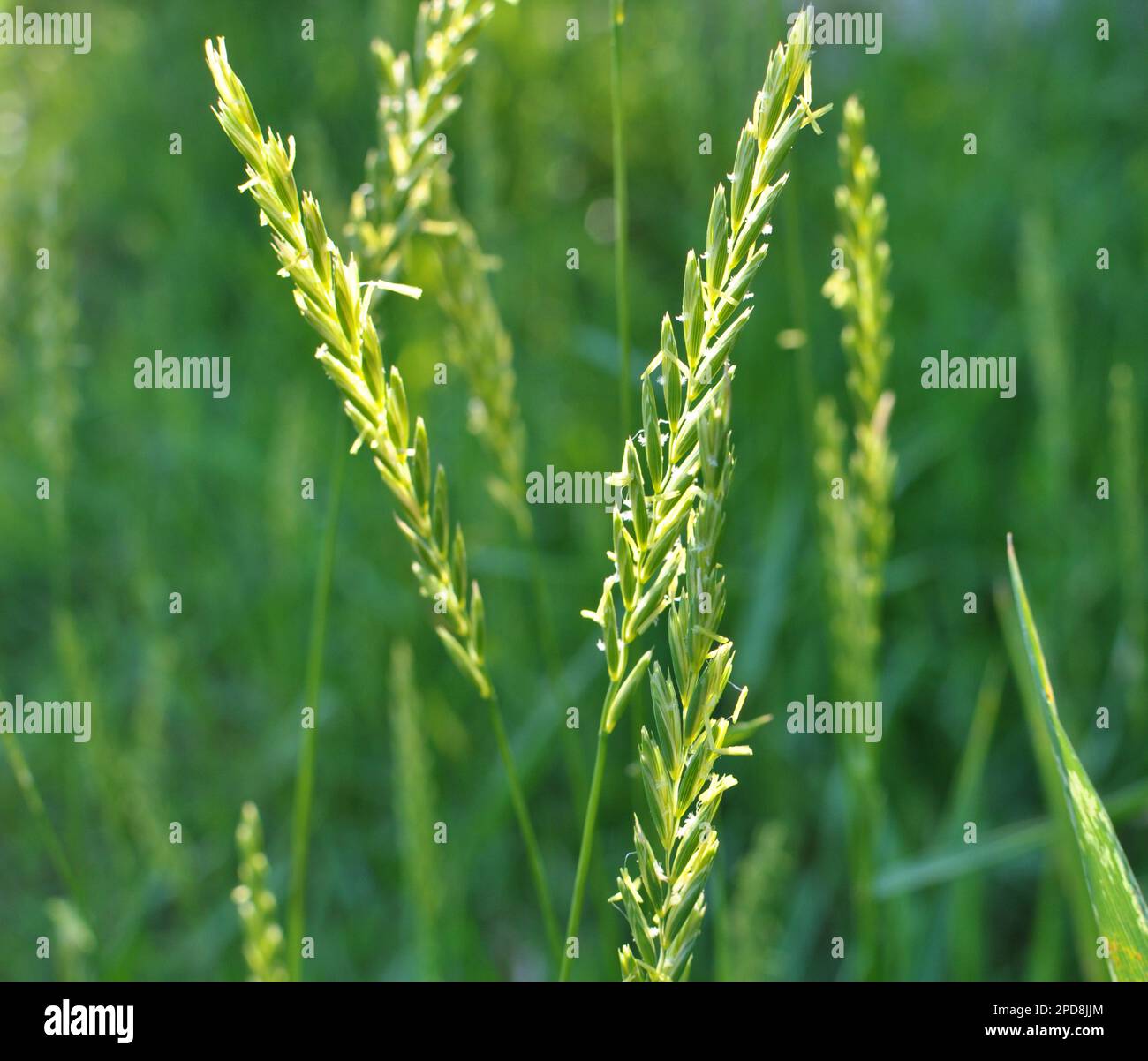 In the meadow, in the wild grows grass and weeds Elymus repens Stock ...