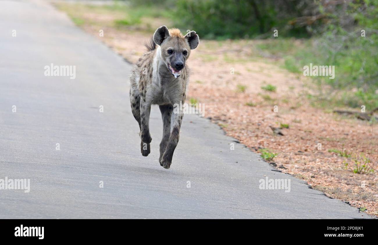 Running spotted hyena, Kruger national park, South Africa Stock Photo ...