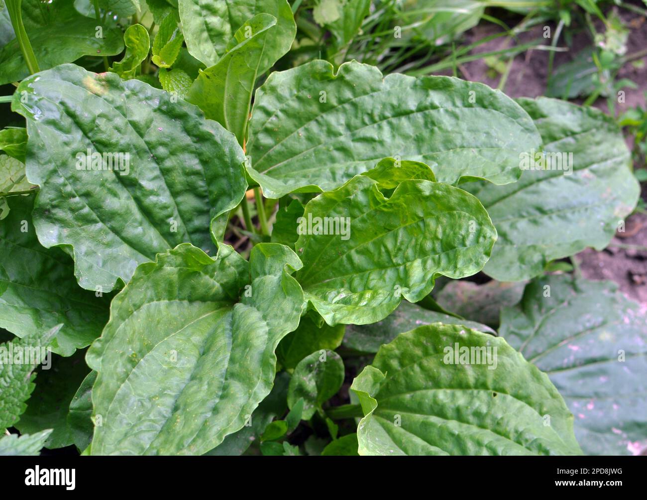 In summer, plantain is large (Plantago major, Plantago borysthenica ...