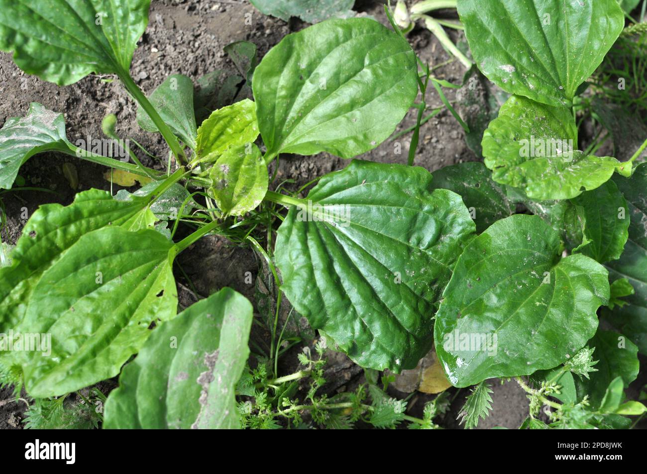 In summer, plantain is large (Plantago major, Plantago borysthenica ...