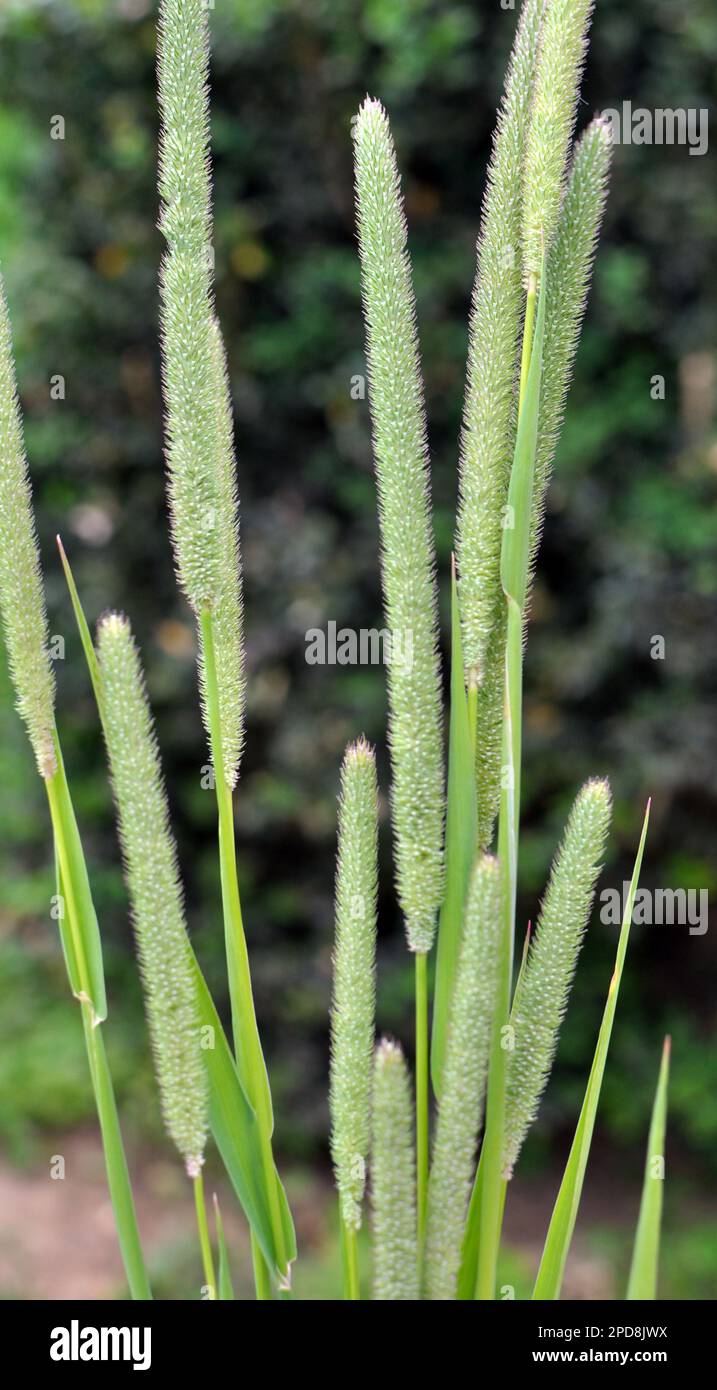 Valuable forage grass timothy (Phleum pratense) grows in the meadow ...