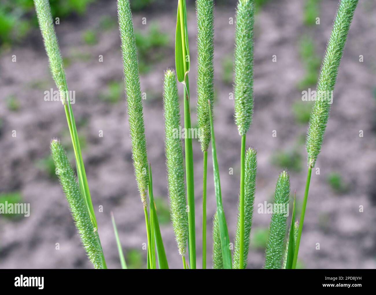 Valuable forage grass timothy (Phleum pratense) grows in the meadow ...