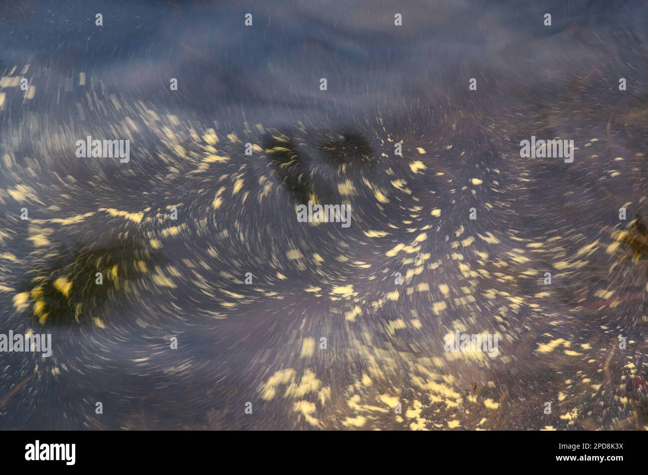 Pollen texture hi-res stock photography and images - Alamy