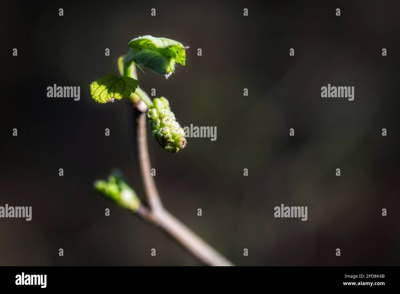 Spring is starting to show itself as this Alnus rubra Bong, Red alder ...