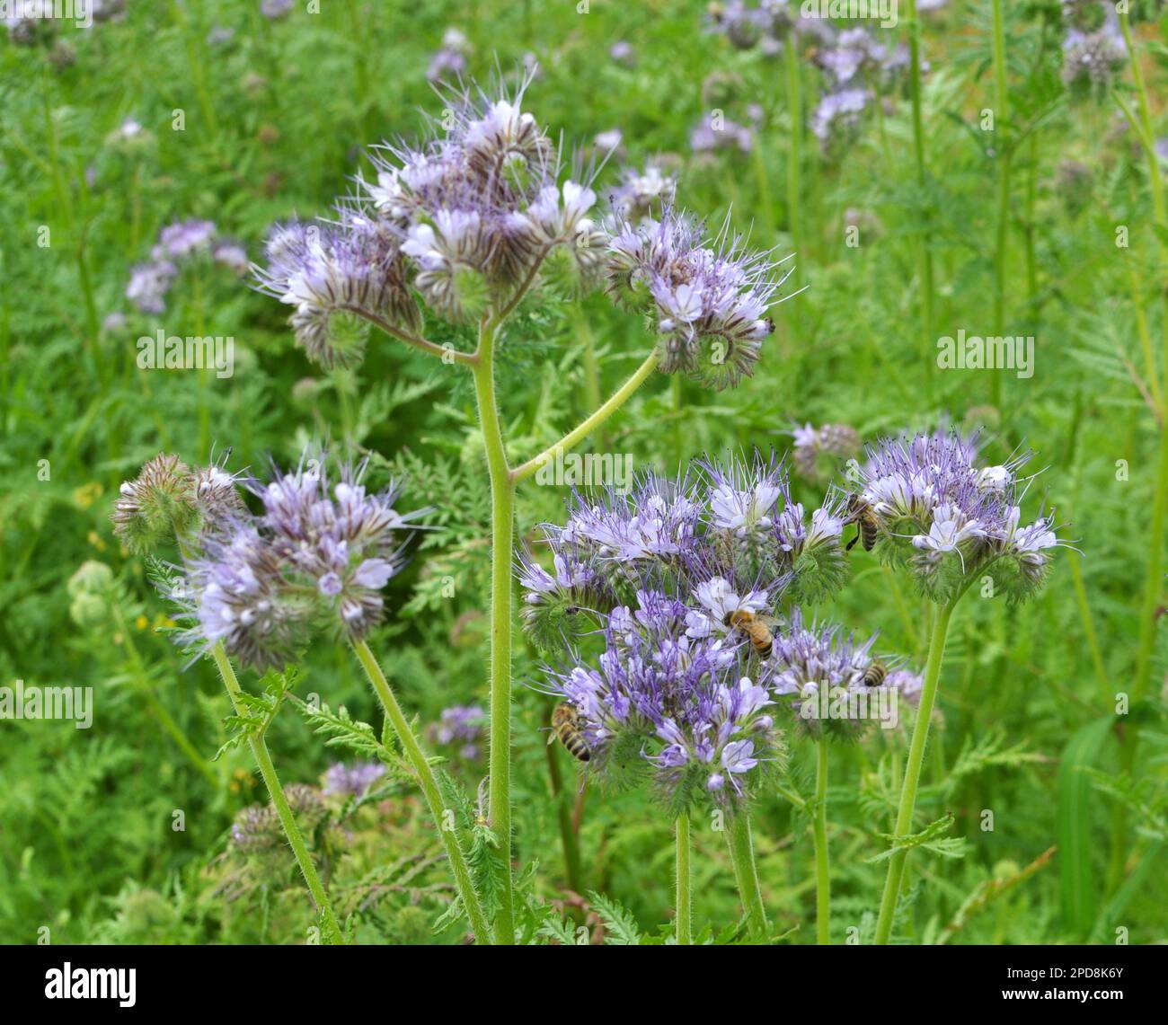 The field is blooming phacelia - a special honey plant for bees Stock ...
