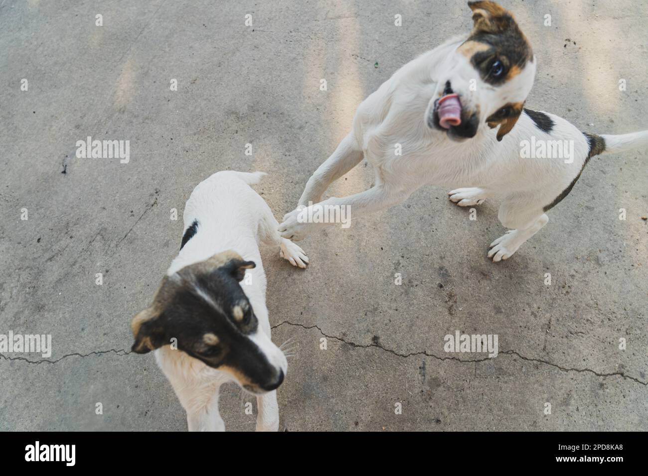 stray dog rescue Stock Photo - Alamy