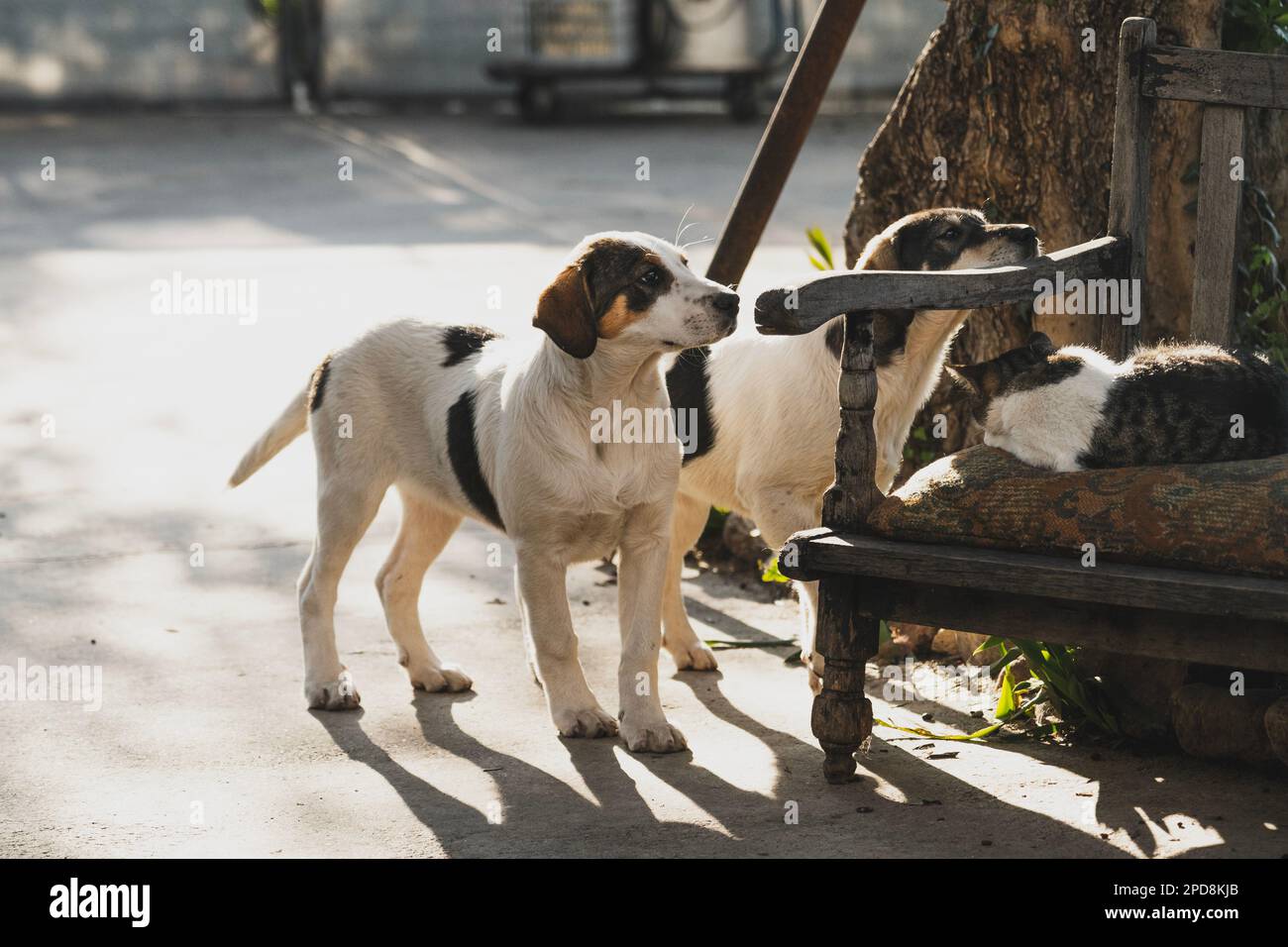 Four paws animal rescue hi-res stock photography and images - Alamy