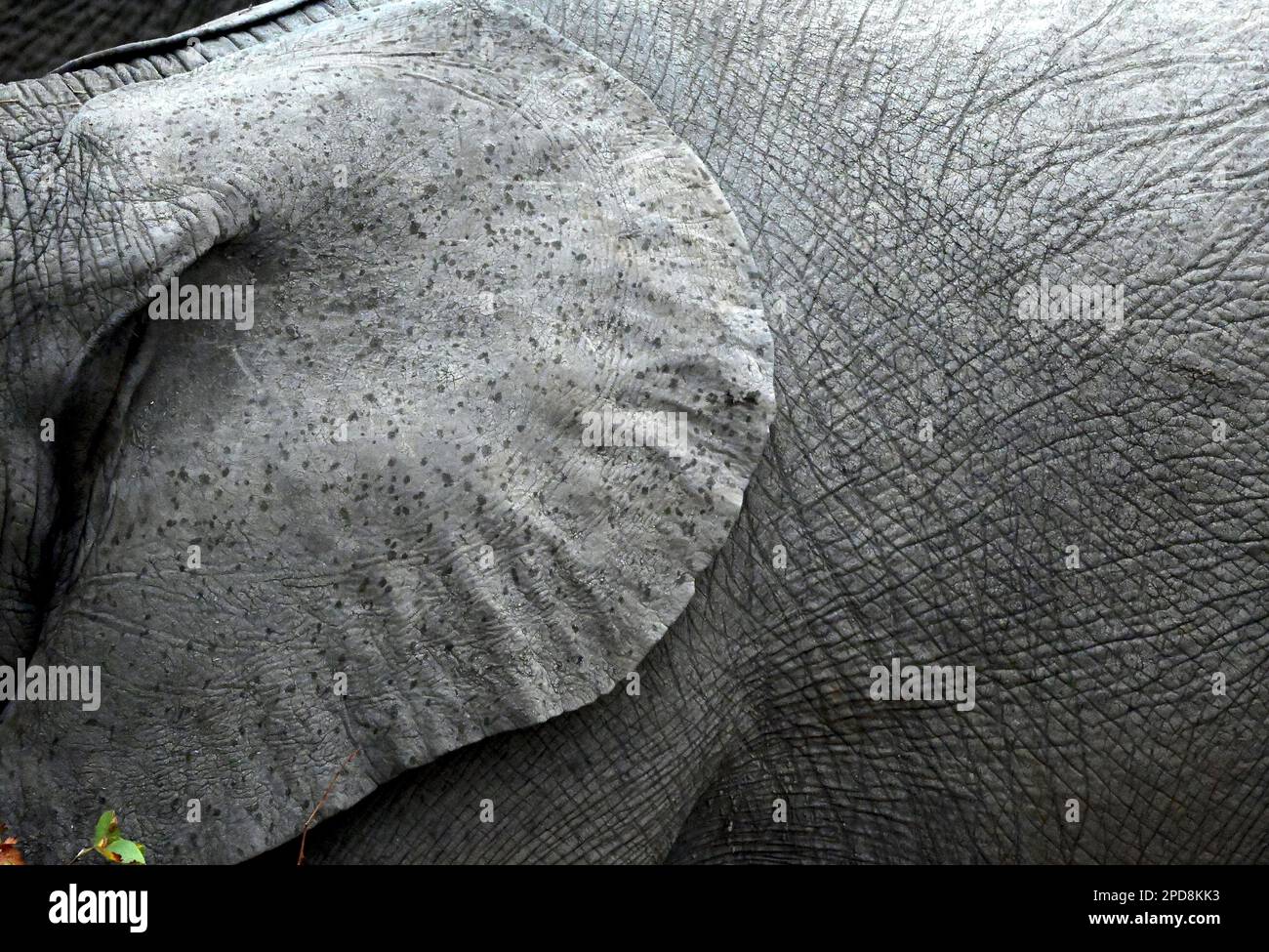 Kruger national park, South Africa Stock Photo - Alamy