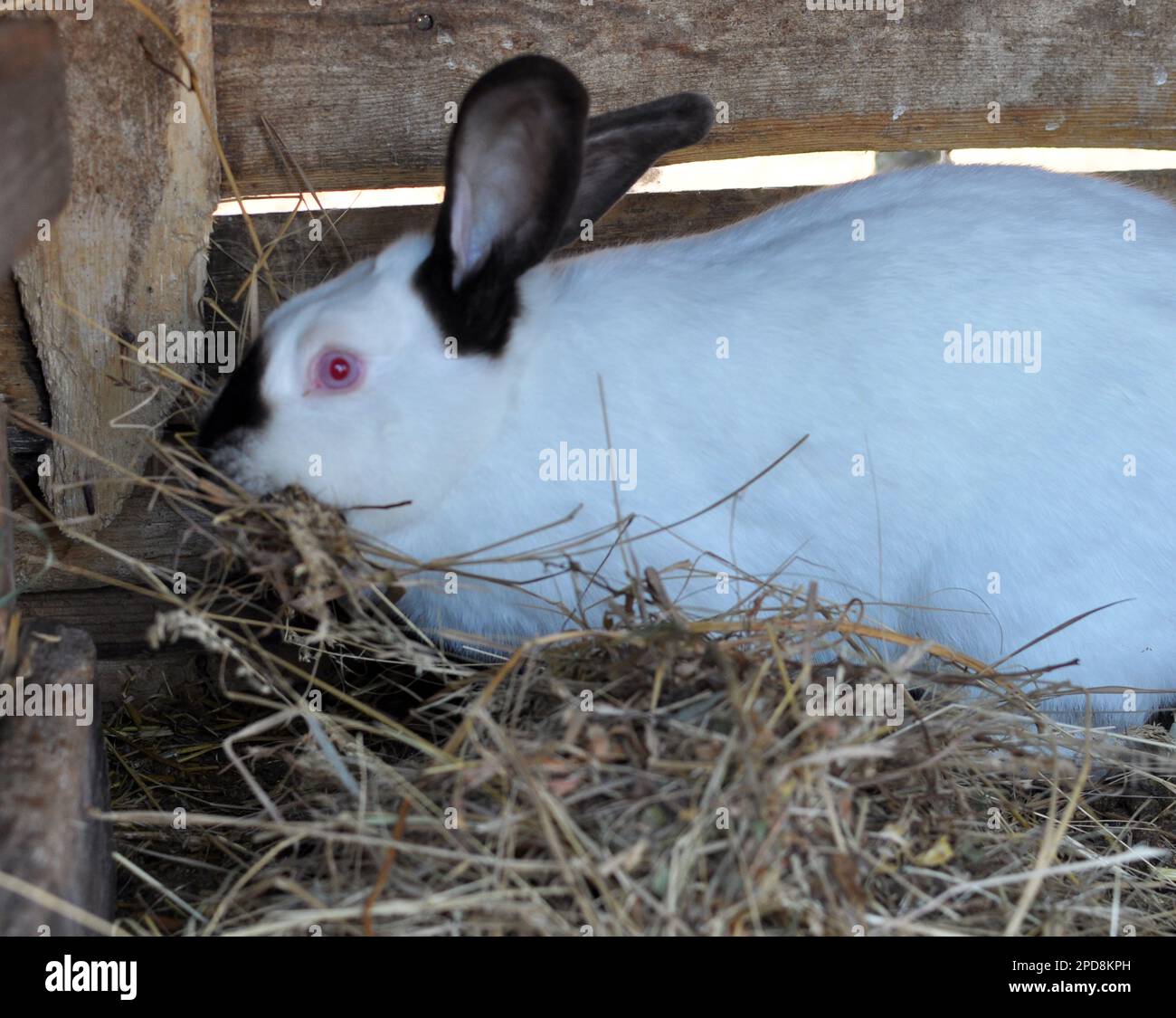 Pregnant female rabbit of California breed with hay in teeth for ...