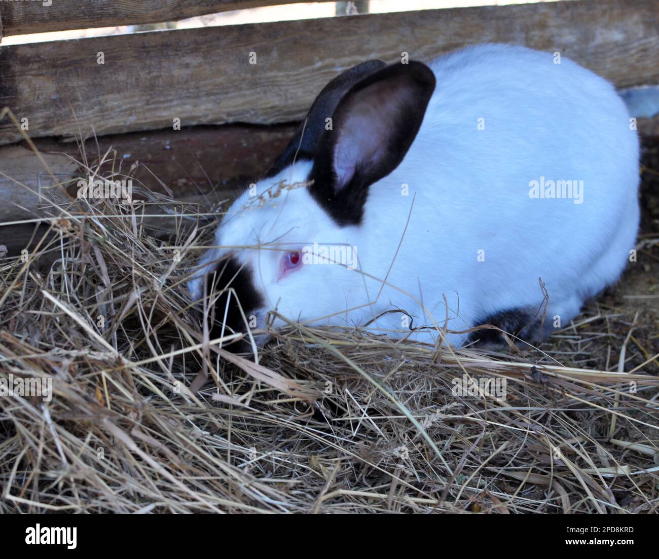 Pregnant female rabbit of California breed with hay in teeth for ...