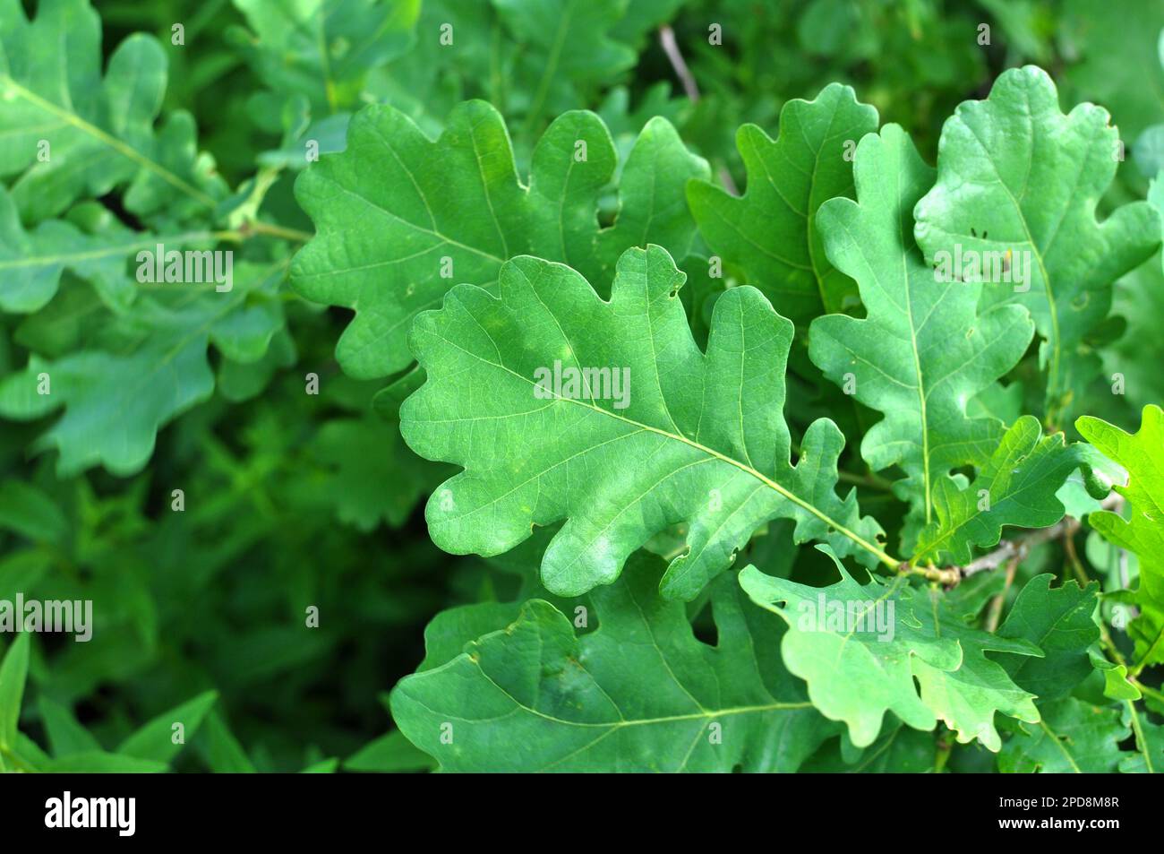 A young oak tree grows in nature Stock Photo - Alamy