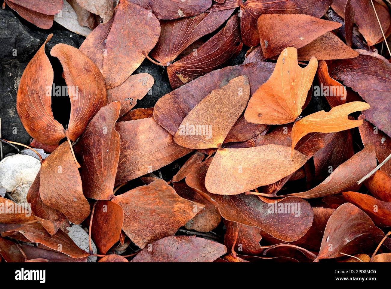Kruger national park, South Africa Stock Photo - Alamy